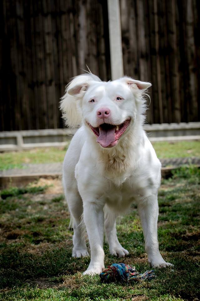 Meet Falcor! – REHOMED! – Be That Dog!