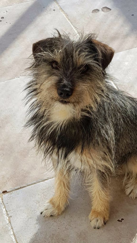 The Sooty and Sweep Show – Be That Dog!